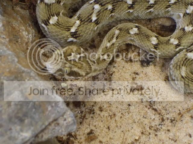 is it possible to keep a saw scaled viper??? | Reptile Forums