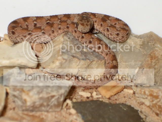 is it possible to keep a saw scaled viper??? | Reptile Forums