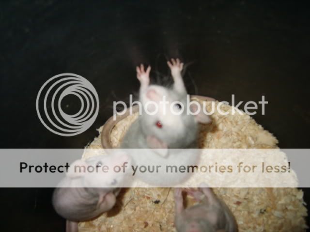 Anyone have Odd Eyed Rats? | Reptile Forums