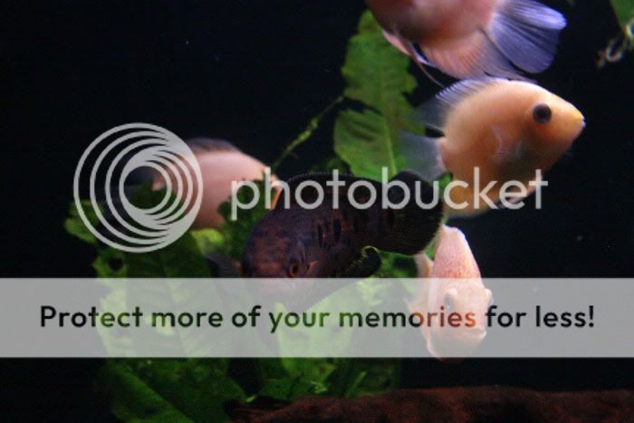 snakehead photo gallery -- post your snakehead pictures here | Page 20 ...