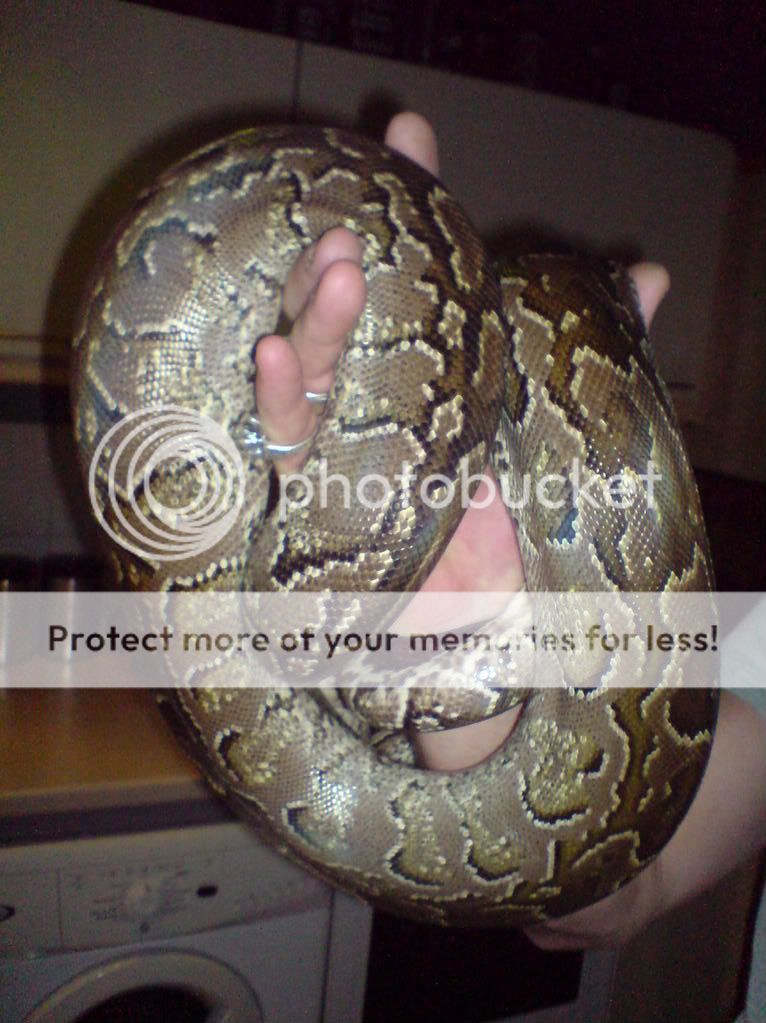 8ft python sebae(african rock python) bristol | Reptile Forums