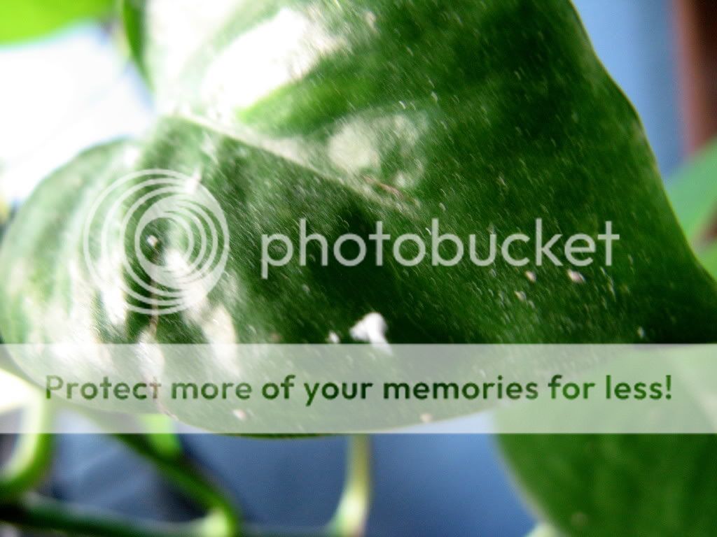 Pothos disease? | TerraForums Venus Flytrap, Nepenthes, Drosera and ...