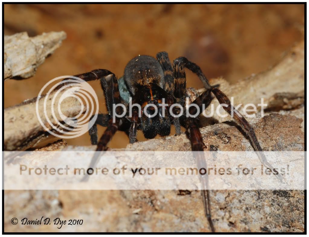 Photos from the past few months - Field Herp Forum