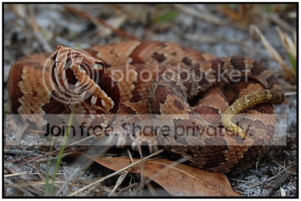 Southern Copperheads range????? - Field Herp Forum