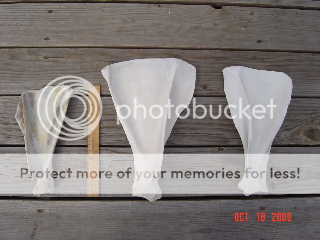 Scapula Sizes | Elk101 Forums