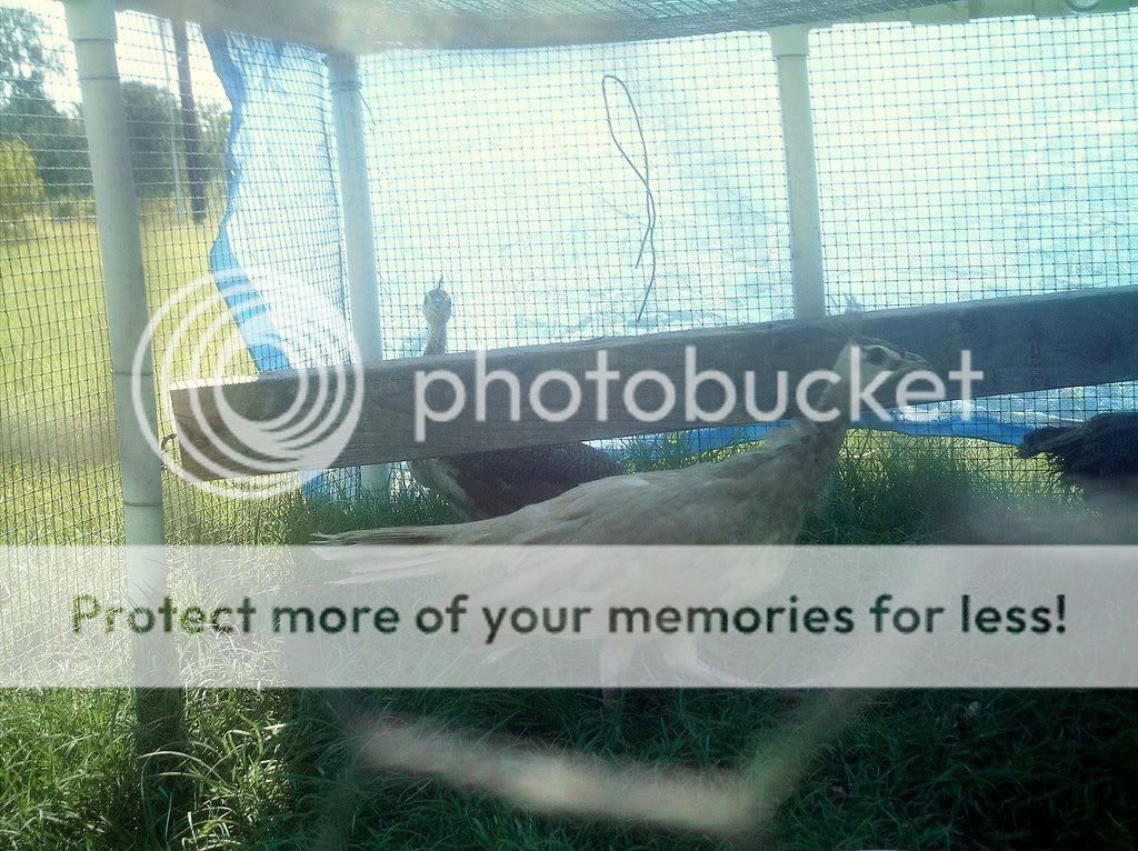 update on my rare colored peach peachick | BackYard Chickens - Learn ...