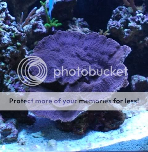 8" Diameter Purple Montipora Cap FS - Reef Central Online Community